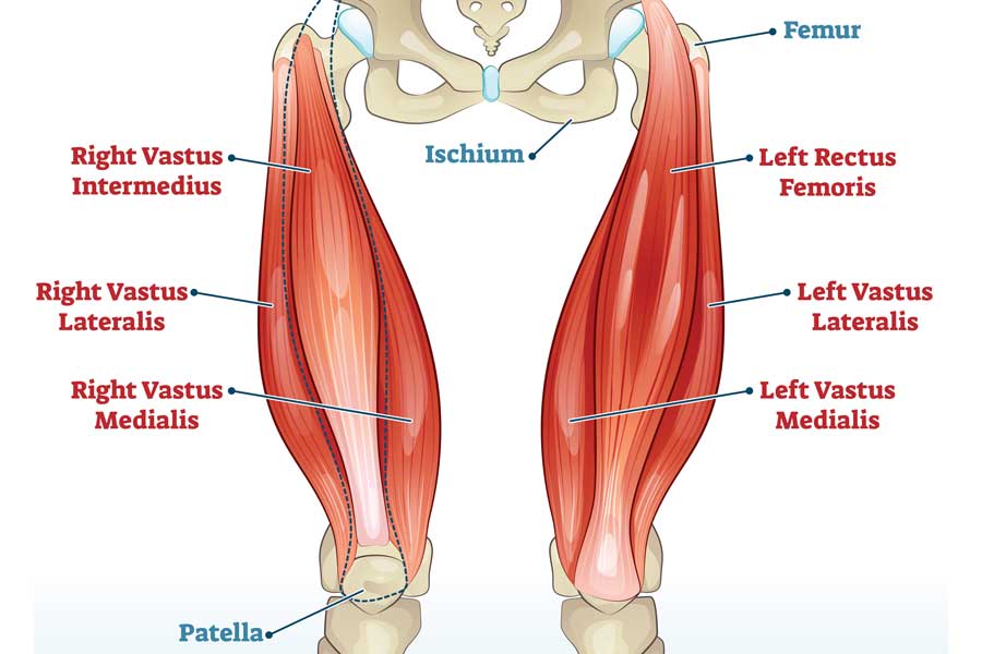 Musculos Do Quadriceps M sculo Quadr ceps Femural GYIWK Musculos Do Quadriceps M sculo Quadr ceps Femural GYIWK